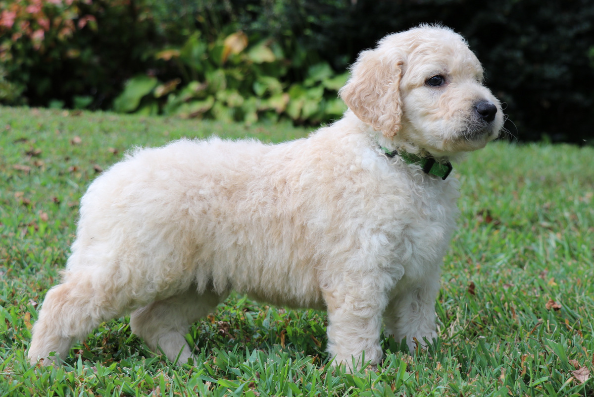 Goldendoodle Puppies for Sale in North Carolina